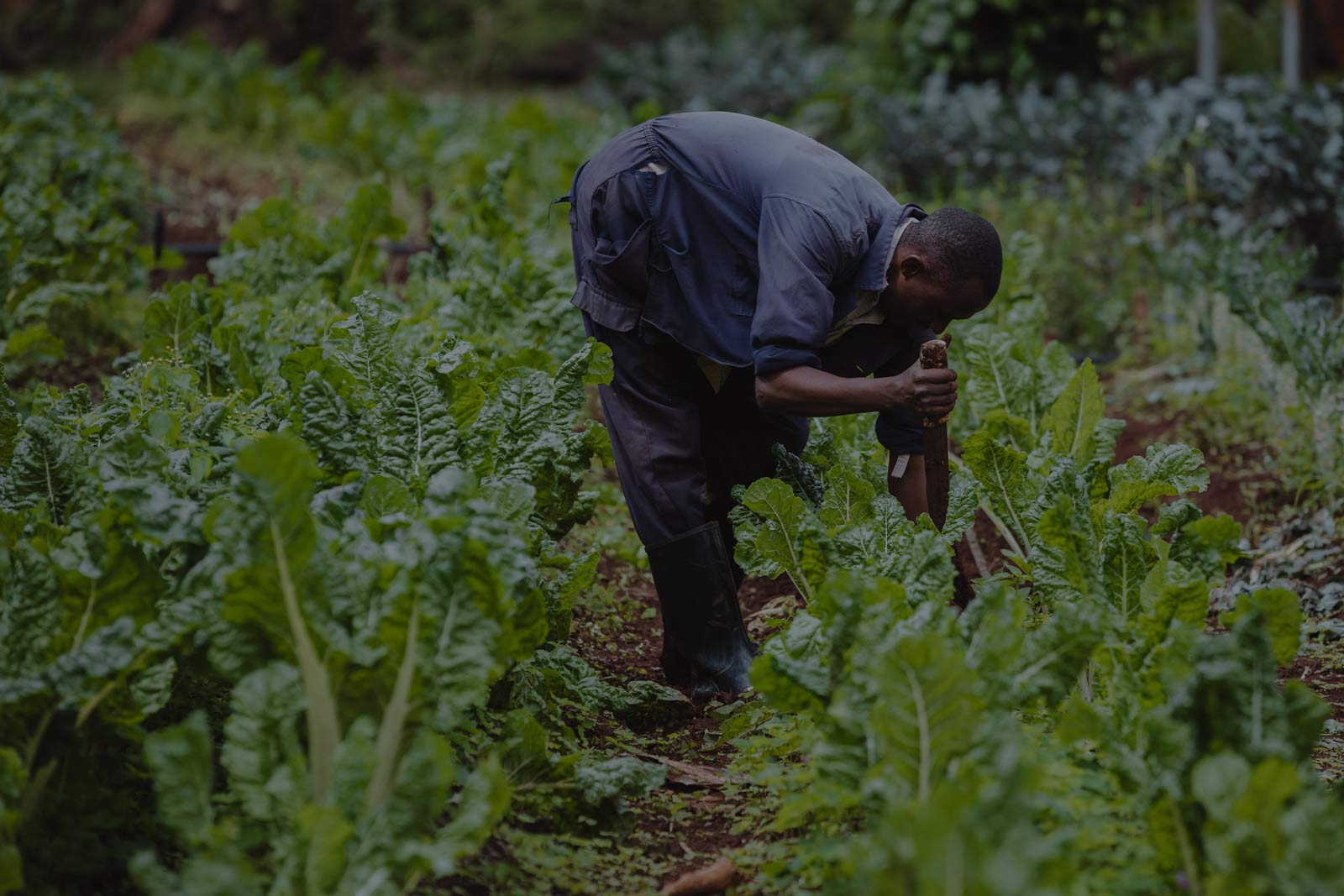 Kalimoni Greens | Buy groceries online with same day deliveries ...